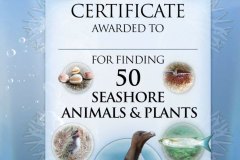 What Can You Spot on the Seashore? - Fine Feather Press